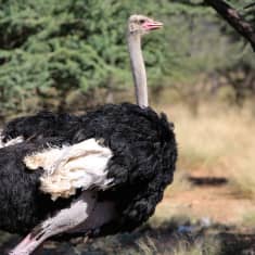Avara luonto | Yle.fi | Uutiset, urheilu, ilmiöt