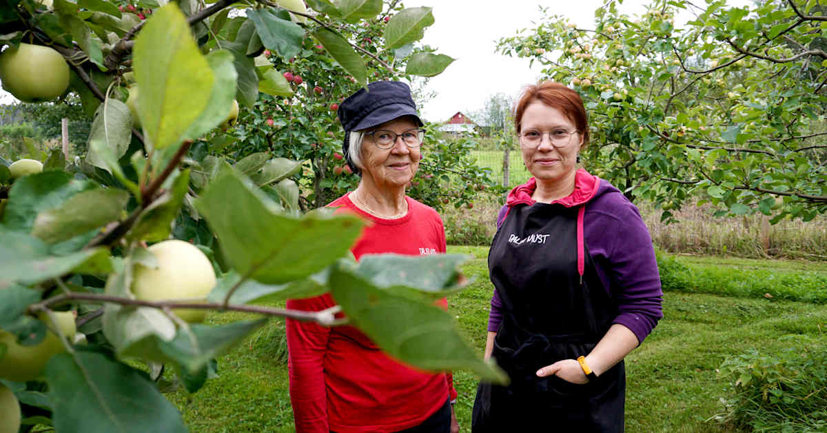 Äppelskörden ser ut att bli god i år: ”Roligt med en rejäl säsong ...