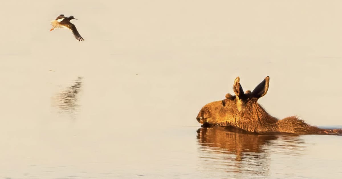 Elk swims to island in Finnish archipelago, first sighting in 40 years ...