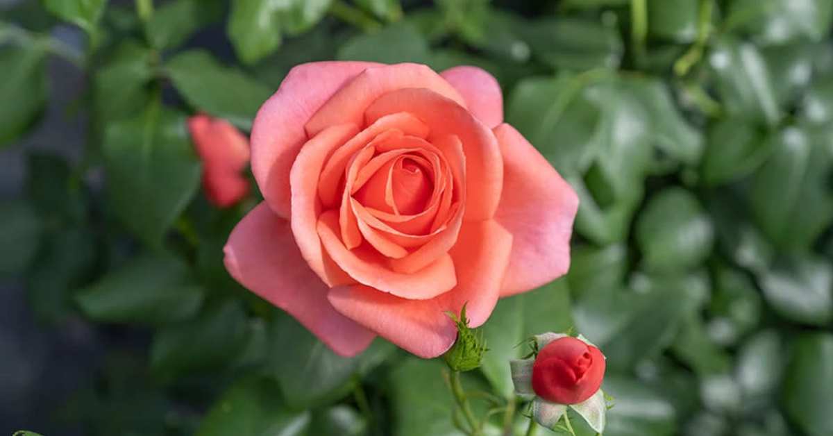 Walesin prinsessa on saanut korallinpunaisen nimikkoruusun, joka kukkii ...