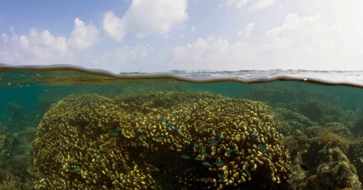 Marshallin­saaret perusti ensimmäisen merensuojelu­alueensa | Uutisia ...