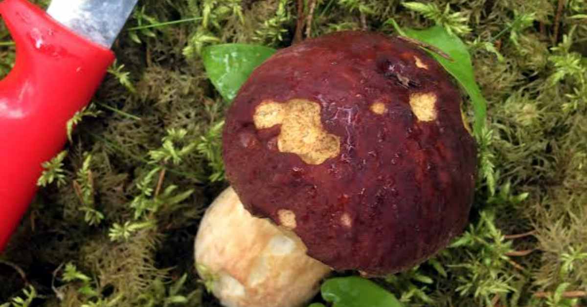 Sommarens första karljohansvamp plockades i Prästkulla | Västnyland ...