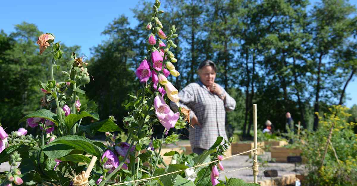 Museiträdgården vid Villnäs slott öppnas | Åboland | Svenska Yle