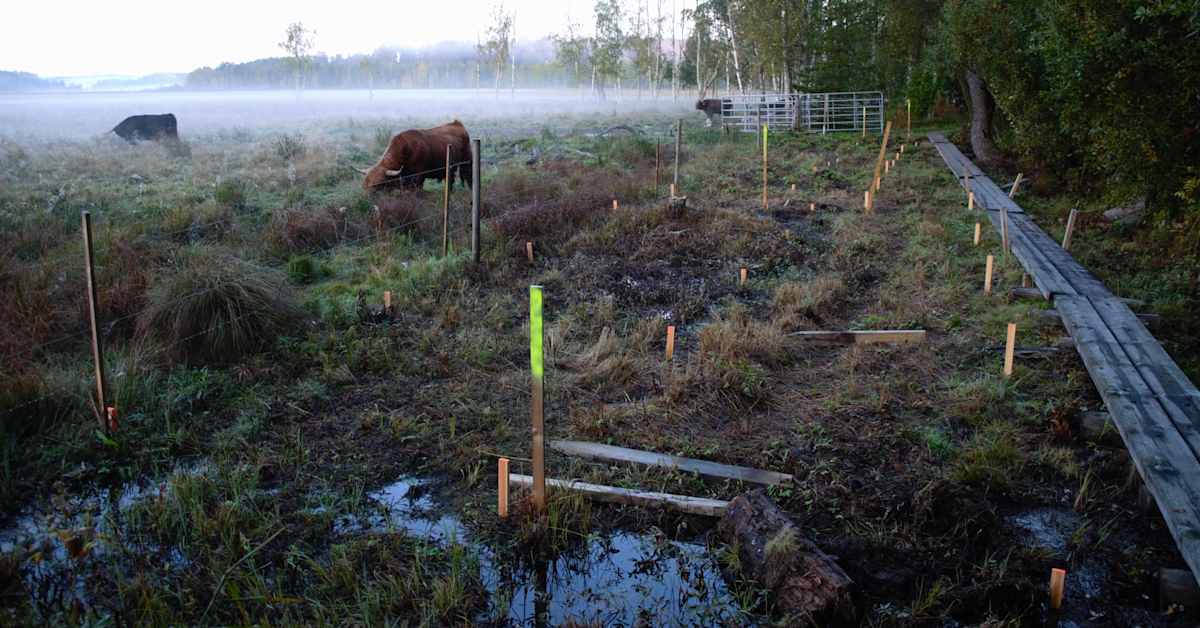 Borgå bygger tillgänglig fågelplattform i Ruskis | Östnyland | Svenska Yle