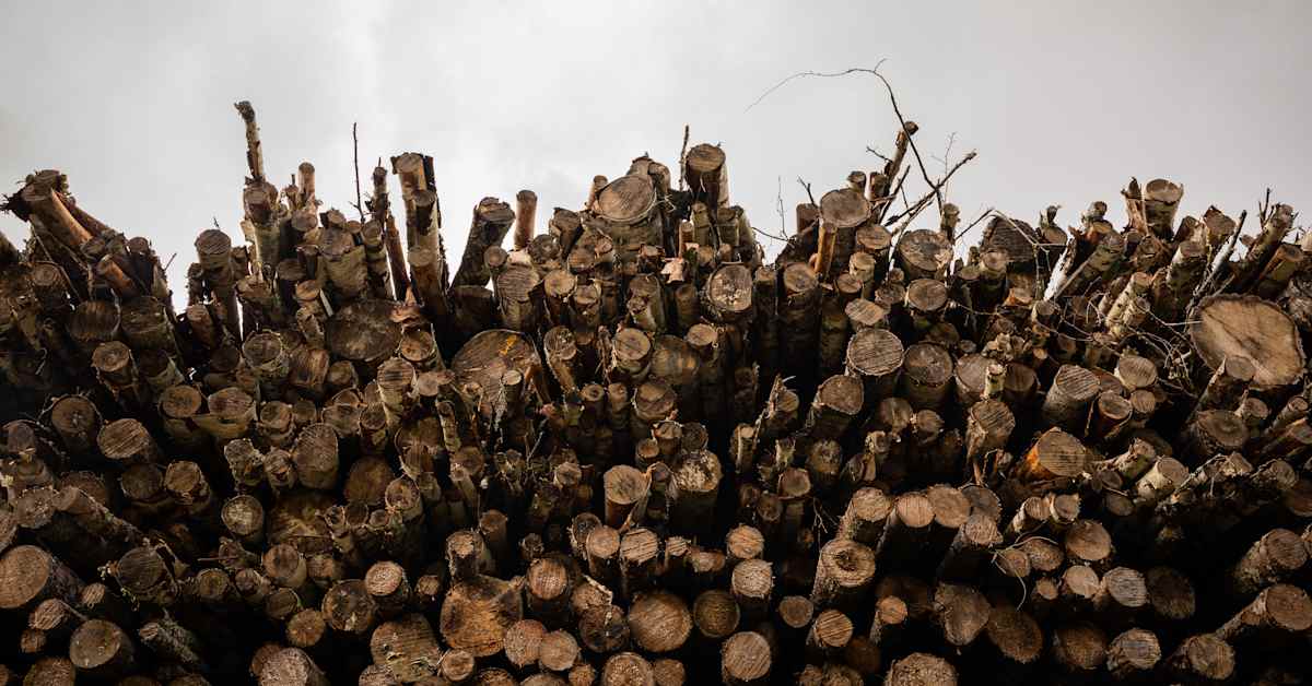 Puun hinta nousi reippaasti viime vuonna | Uutisia lyhyesti | Yle Uutiset