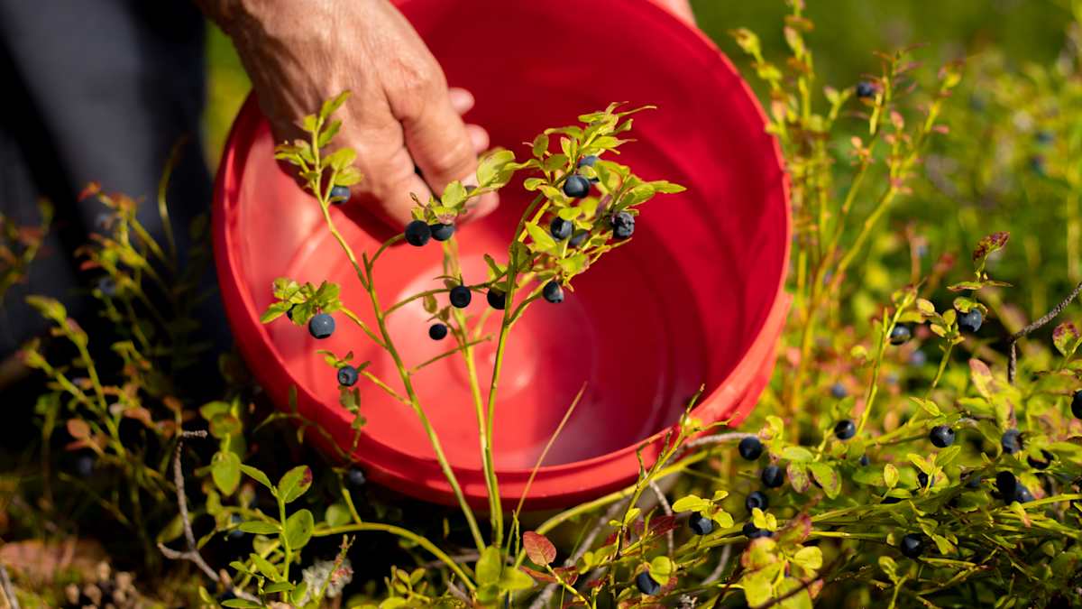 Marjanostopisteitä on Kainuussa enää muutamia – marjayrittäjä: "Pidämme ...