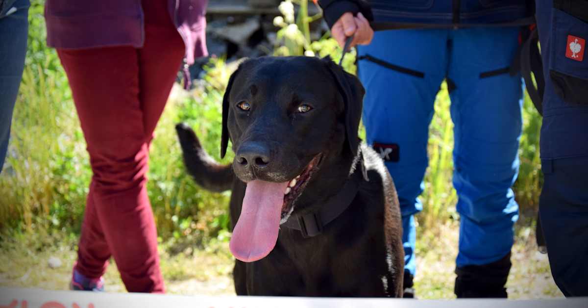Nu ska Jedi rädda liv – frivilliga räddningshundar hittar försvunna ...