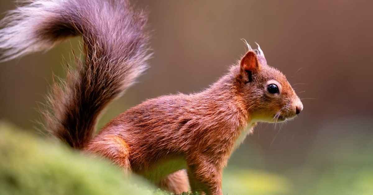Tutkimus: turkismuoti ruokki ihmisten ja eläinten välistä ...