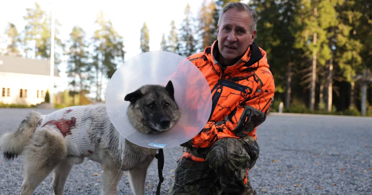 Pasi Heinonen ryntäsi metsään auttamaan tuskasta ulvovaa koiraansa ja oli yhtäkkiä vastakkain ...