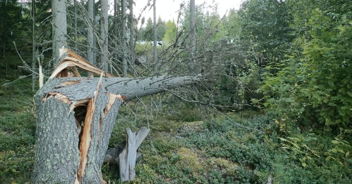 Storm expected to bring dangerously high winds to Finland | Yle News | Yle