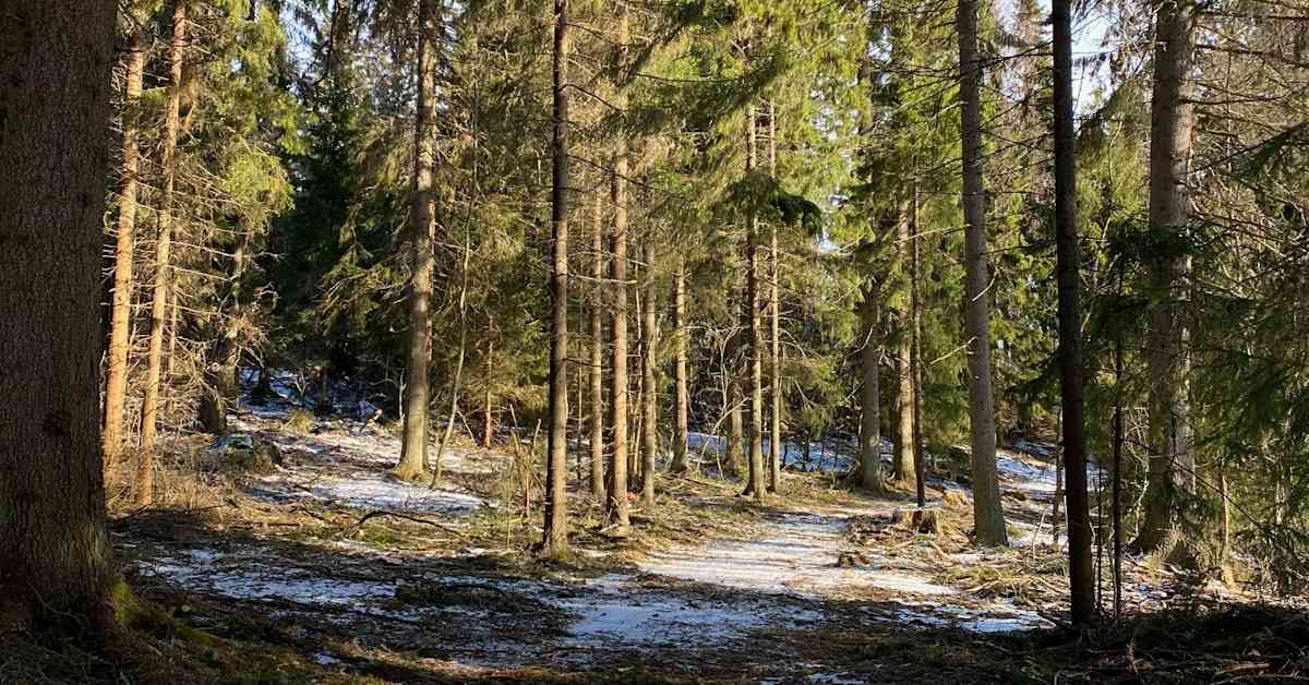Vandra bland hundraåriga granar på en ö – nu satsar Vasa stad på ...