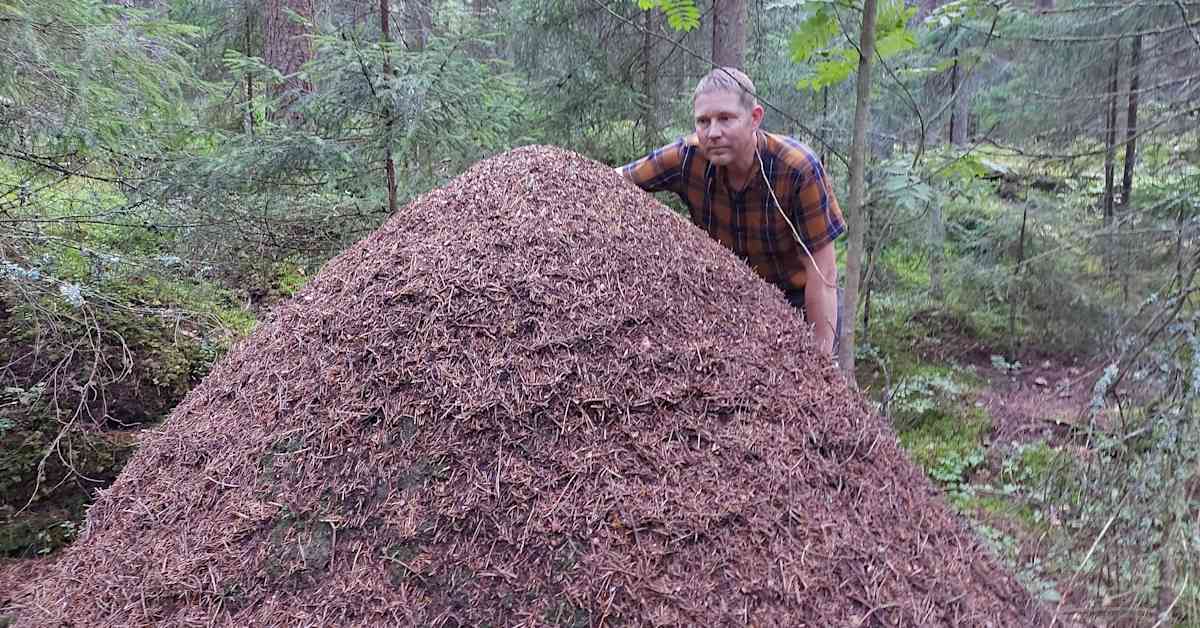 Muurahaiset ovat ehkä hyödyksi myös ihmisille: saattavat karkottaa kyyt ...