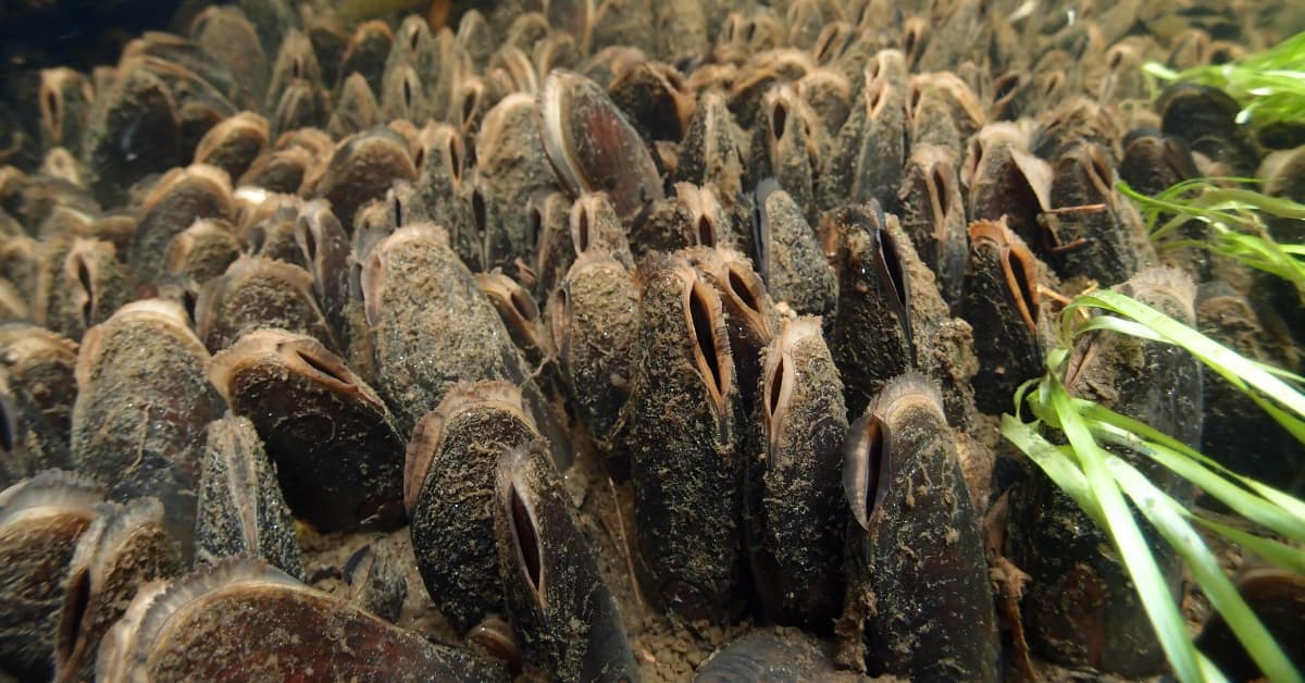 Näistä syistä raakku on erittäin uhanalainen – ja elintärkeä | Luonto | Yle