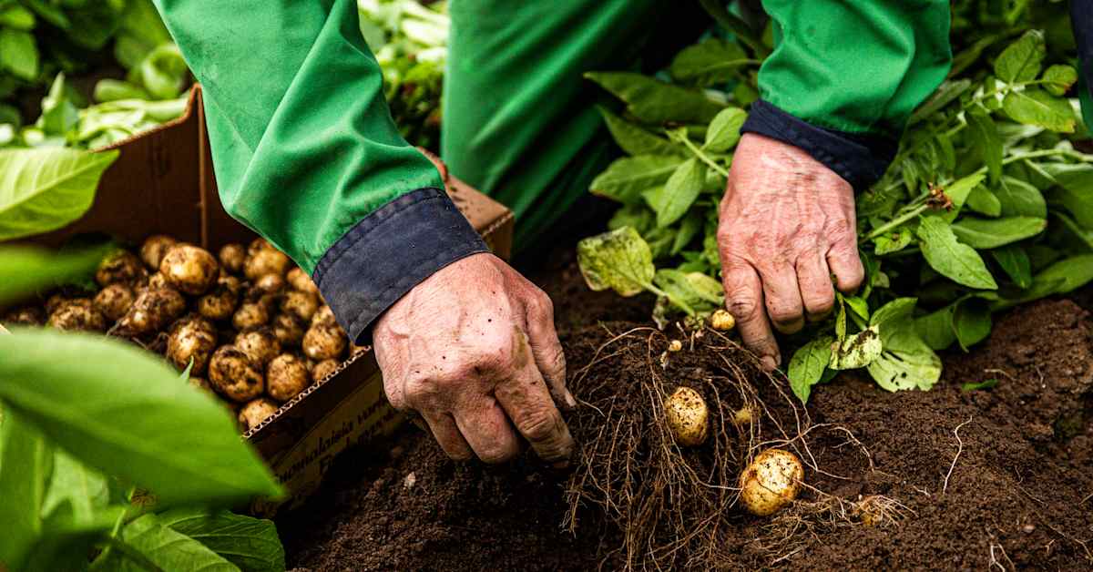 Perunan satonäkymät vielä hyvät – helteet ovat verottamassa hieman ...