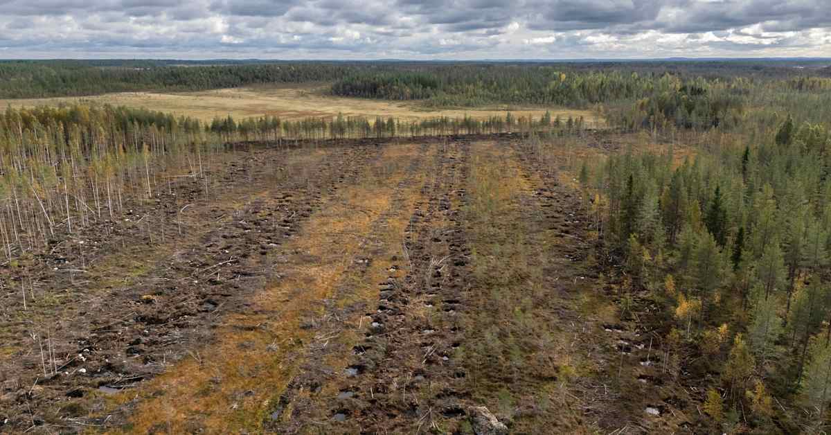 Kainuussa torjutaan luontokatoa Lumo-ohjelmalla | Kainuu | Yle