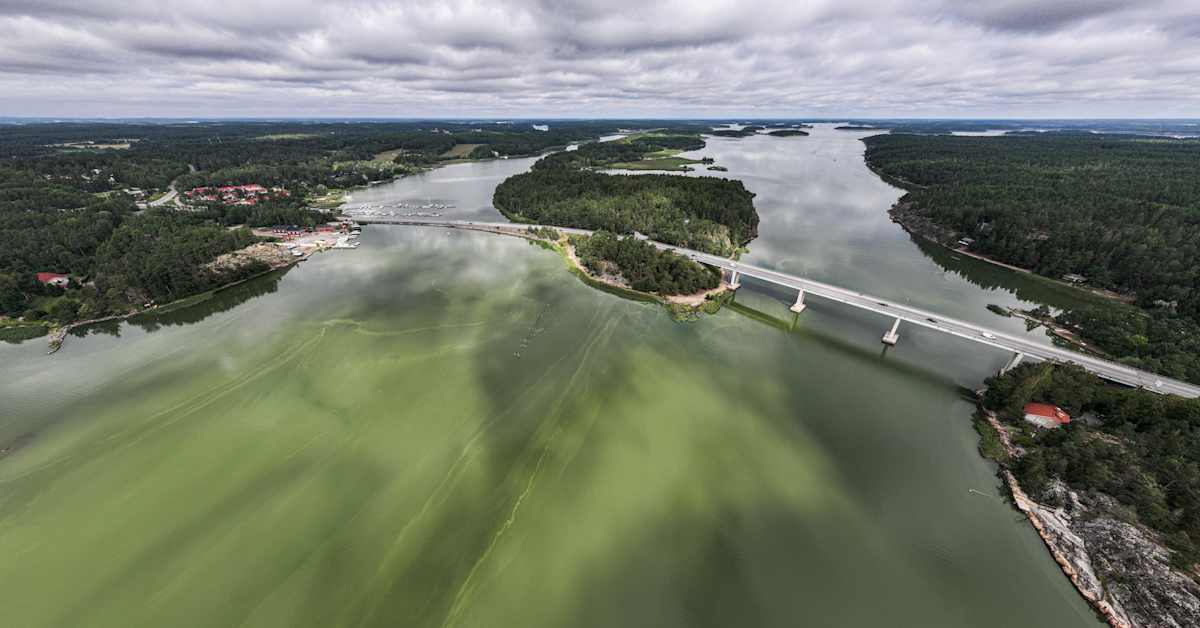 Watch: Drone footage shows massive blue-green algae blooms in ...
