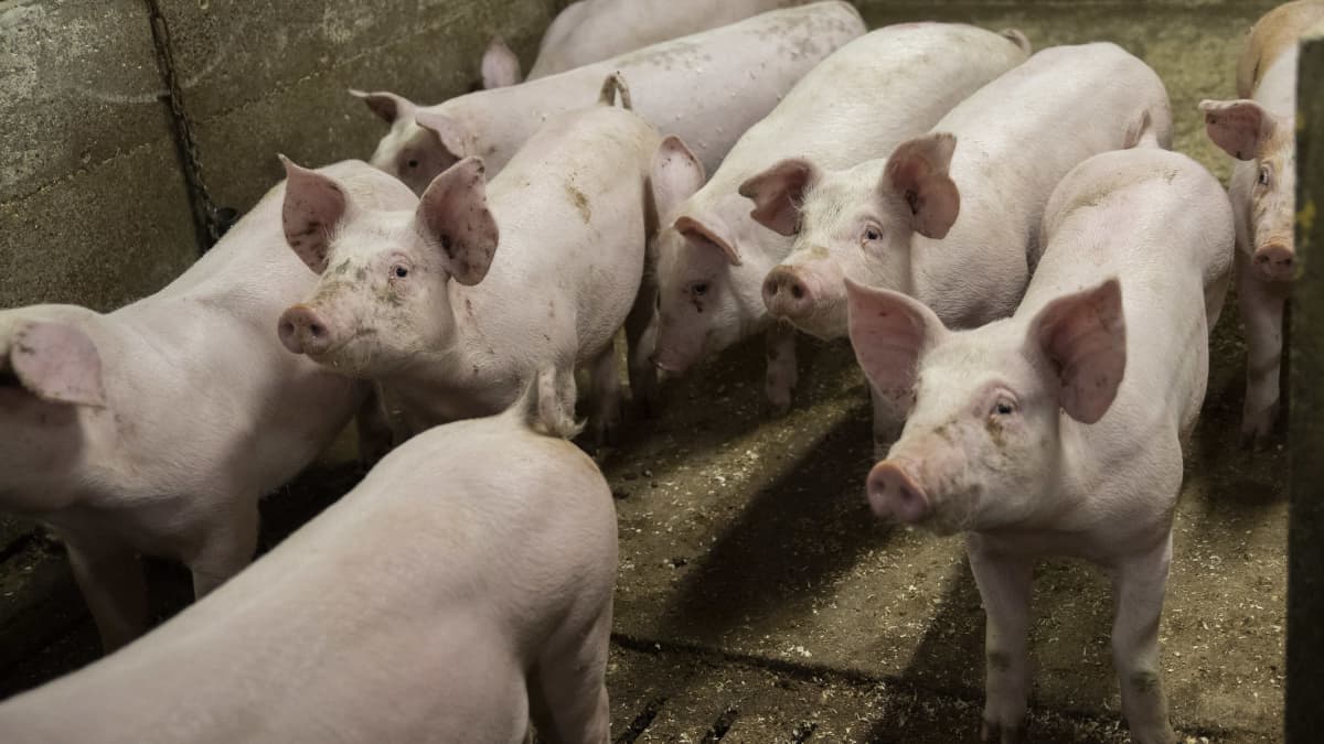 Lihan hinta vaikuttaa jo suomalaisten ostokäyttäytymiseen – sianliha ja ...