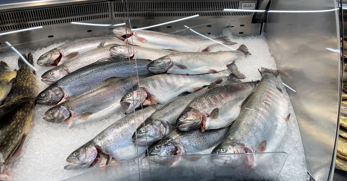 Leppävirtalainen siianpoikasten kasvattaja Terhontammi Nordic Fish ...