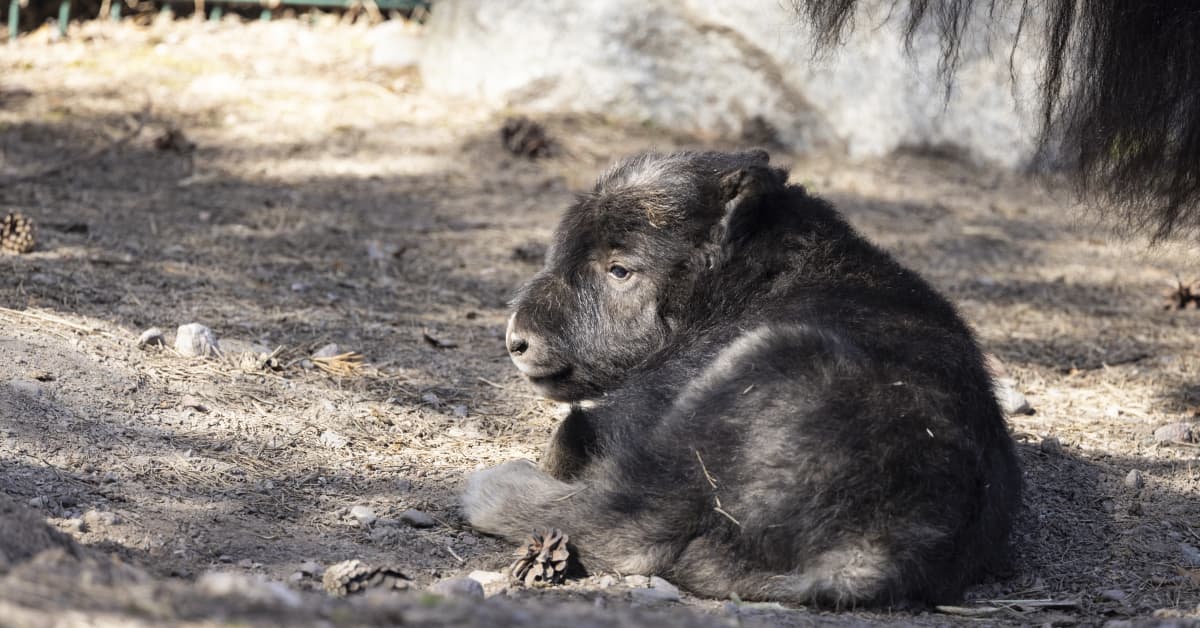 Sudden birth of musk ox calf surprises Helsinki's Korkeasaari Zoo | Yle ...