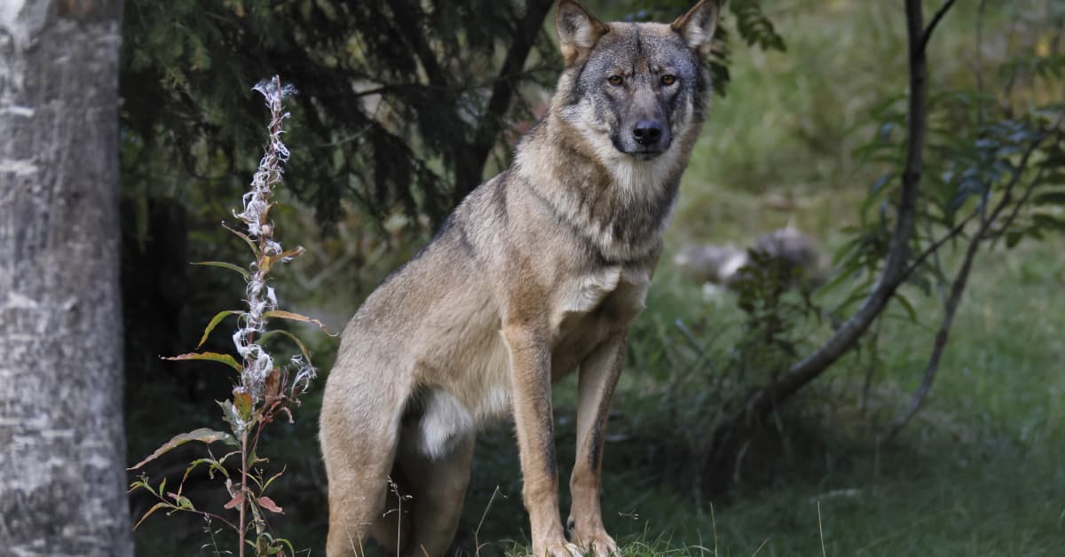 MTK vaatii suden kannanhoidollista metsästystä vauhtiin ensi talvena ...