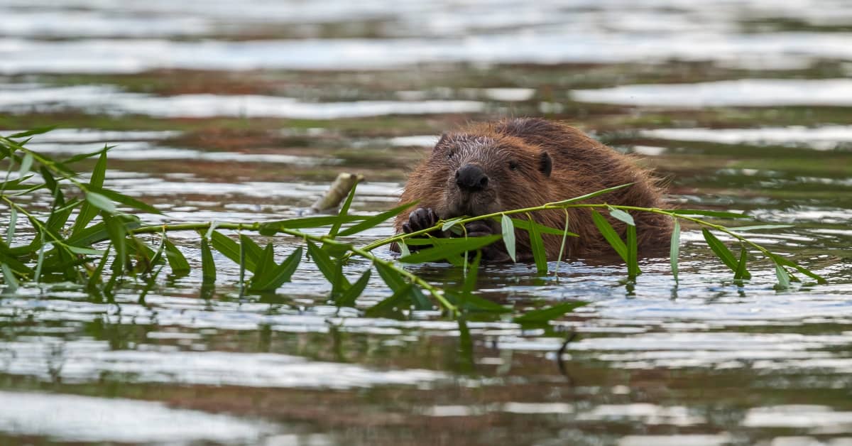 Majava – metsänomistajan riesa vai ahkera luonnonsuojelija? | Luonto | Yle