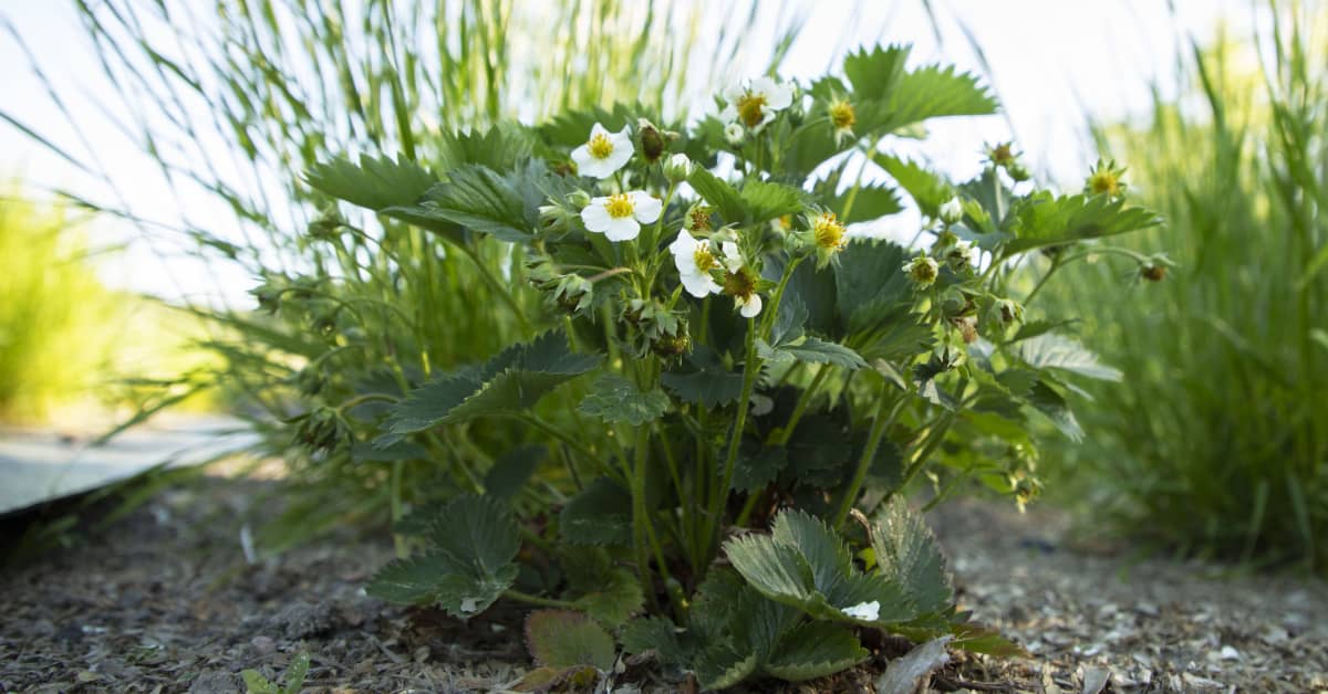 Tutkimus: Torjunta-aine glyfosaatin käyttö vähensi kasveille ...