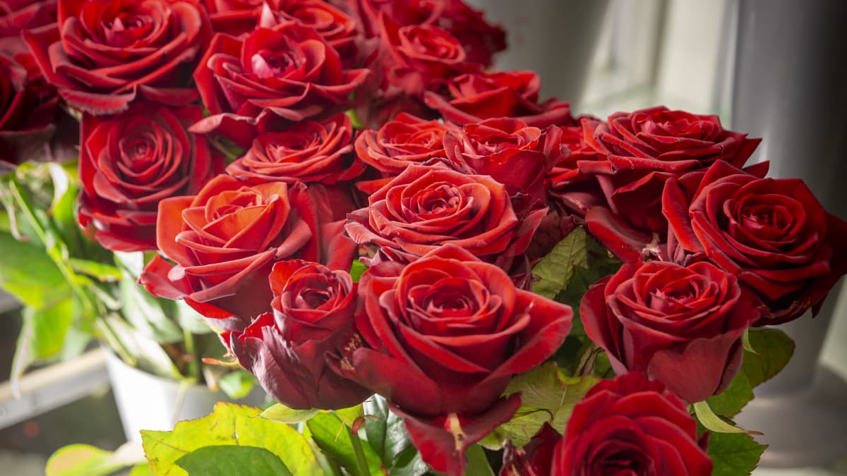 Kuka saa ruusut naistenpäivän aamuna – ehdota henkilöä, jolla on sydän ...