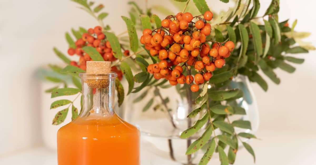 Mehua, pyreetä, hilloa ja rouhetta – marjoista notkuvat pihlajat ovat ...