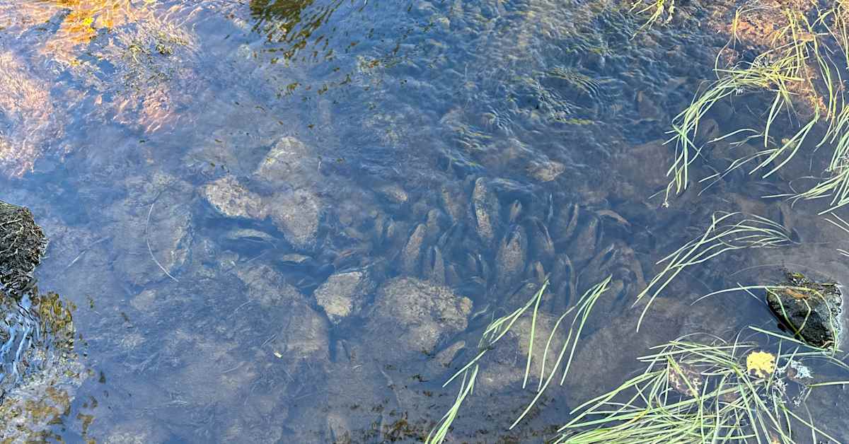 Stora Enso resumes logging after second case of endangered mussel ...