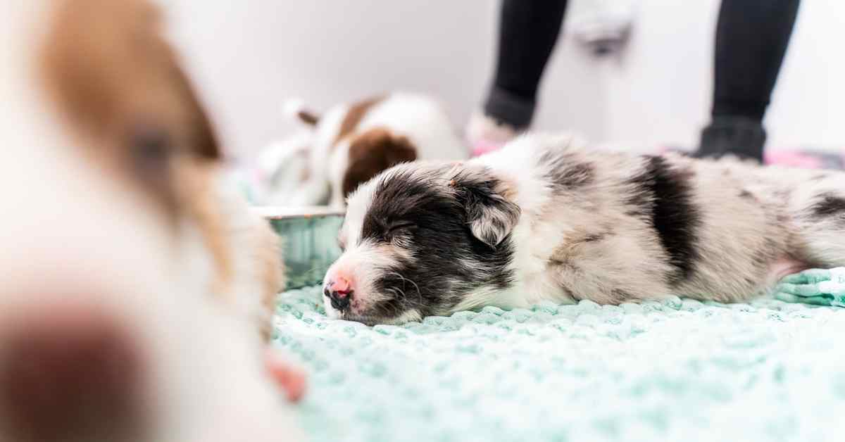 Tältä näyttää Pentuliven neliviikkoisten pentujen päivä kuvina | Pentulive | Yle