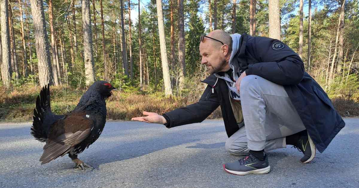 Vihainen metso rauhoittui, kun Tero Tuomi leikki hippaa sen kanssa ...