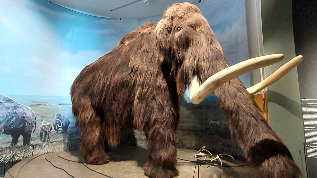 Uudistuneessa Kuopion museossa huima vuosi: vierailijoita 126 000 | Yle ...