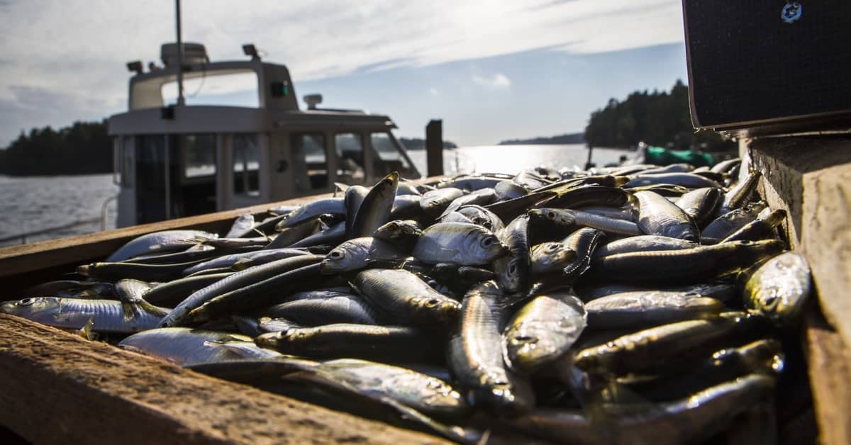 Miksi silakan kalastus halutaan kieltää Suomelta? Lue tästä, niin ...
