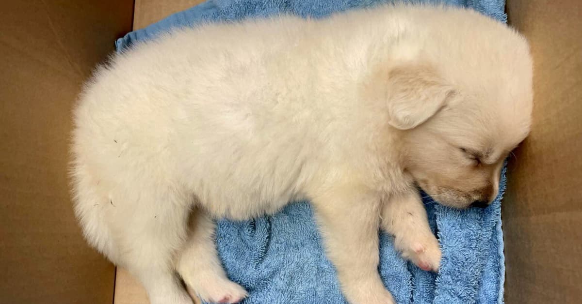 Jääkarhuna tunnettu koiranpentu olikin varastettu – koira pääsi ...