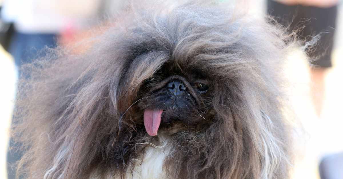 Världens fulaste hund är en pekinges som heter Wild Thang | Kultur ...