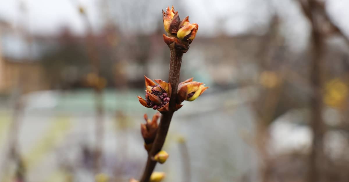 Milda december bjuder på videkissar och växande syrenknoppar: ”Väldigt ...