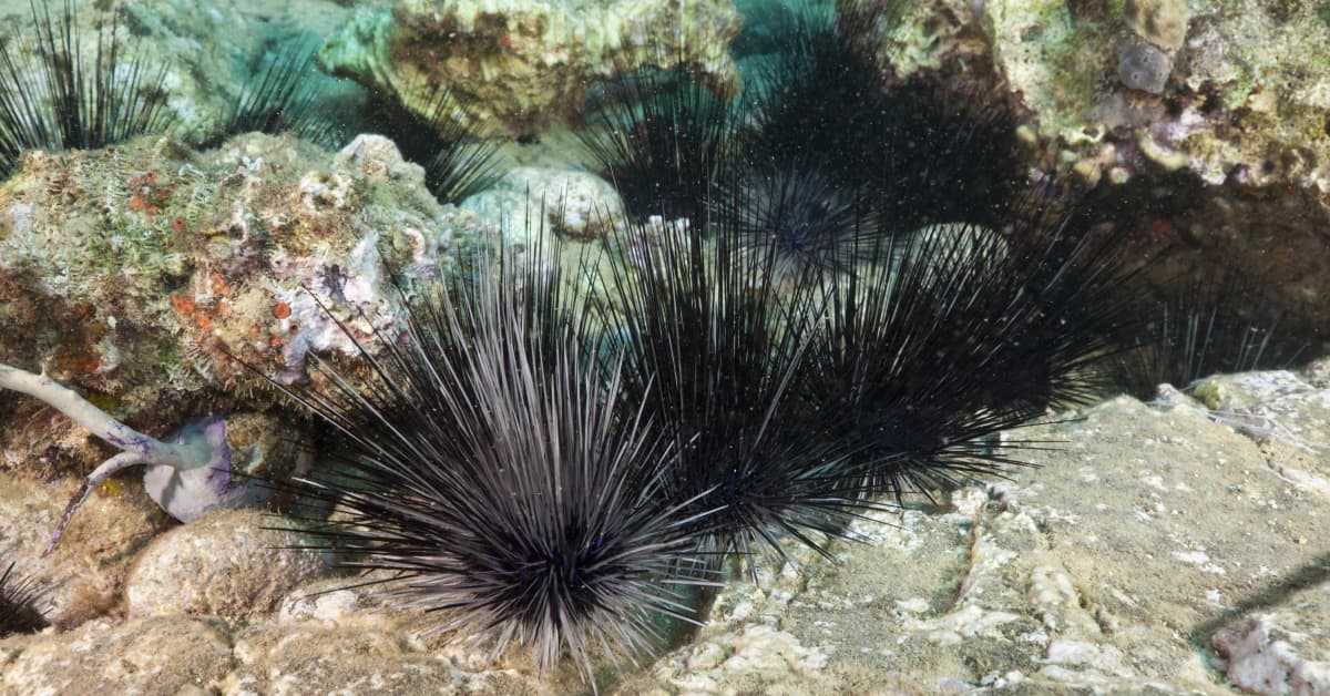 Merisiilit kuolevat, ja nyt Punaisenmeren korallit ovat vaarassa ...