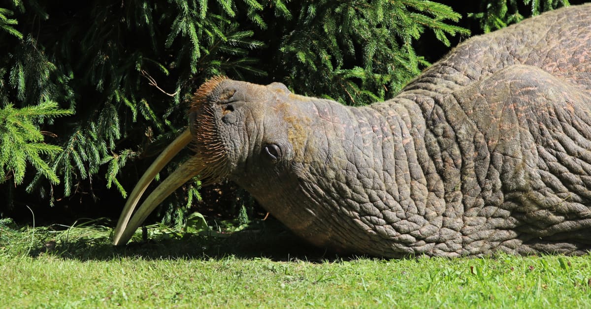 Eksynyt mursu, pimeässä häikäisevät ajovalot ja kymmenvuotias ...