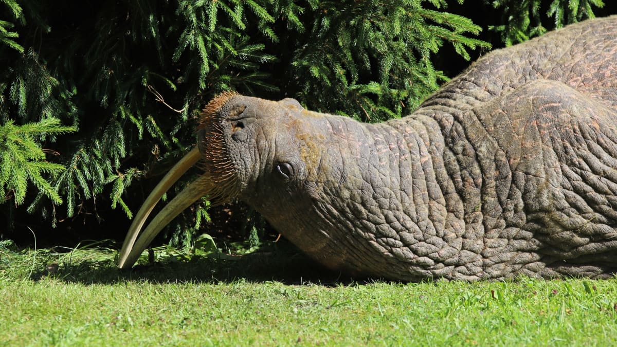 Haminan mursu kuoli todennäköisesti nälkään, paljastaa ruumiinavaus ...