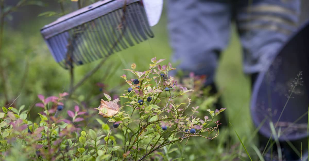 Berry Firm Bribery Claims: Thailand & Lapland Trafficking Link - NewsyList