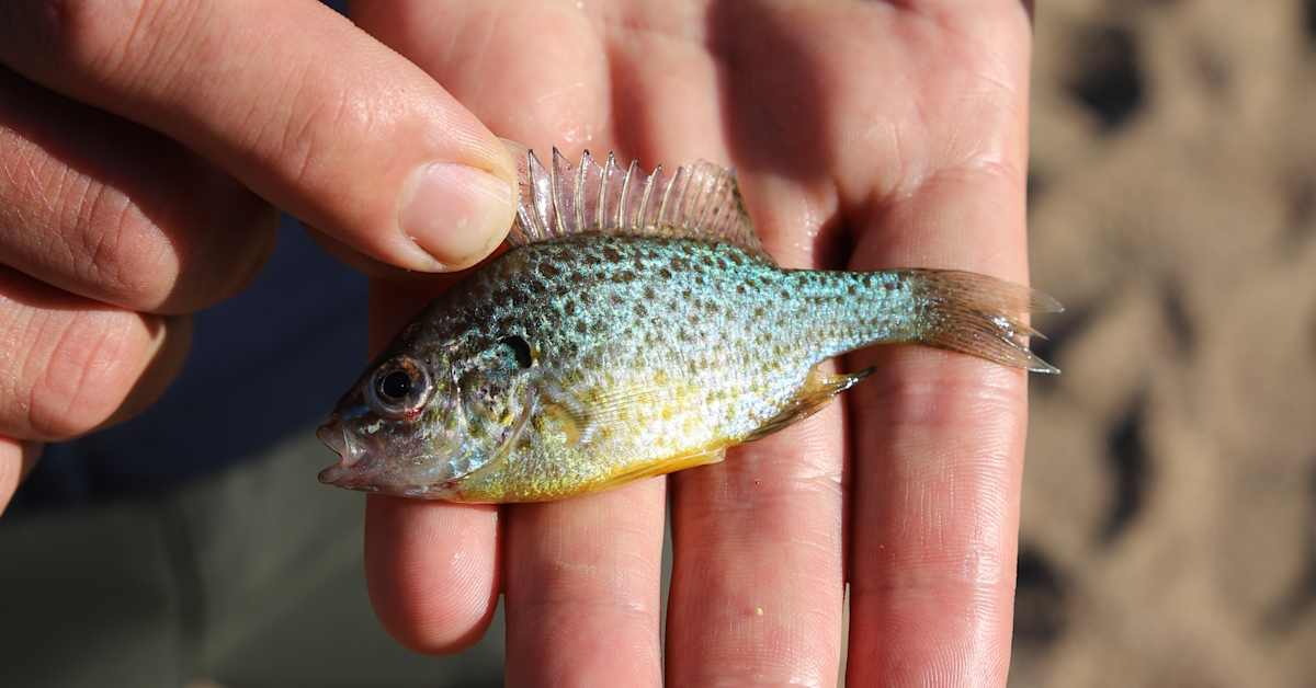 Invasiva fiskarter som silverruda och solabborre blir allt vanligare ...