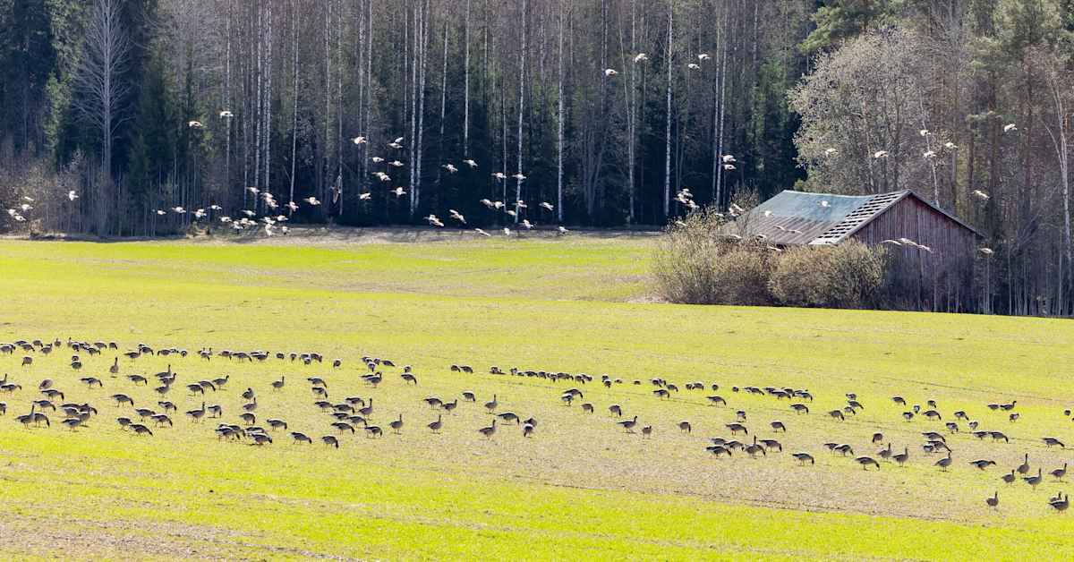 Valkoposkihanhet aiheuttavat merkittäviä satotappioita Pohjois-Karjalan ...