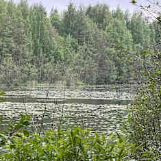 Järven rehevöitynyt lahti, edessä pusikkoa, taustalla rantaviiva ja metsä.
