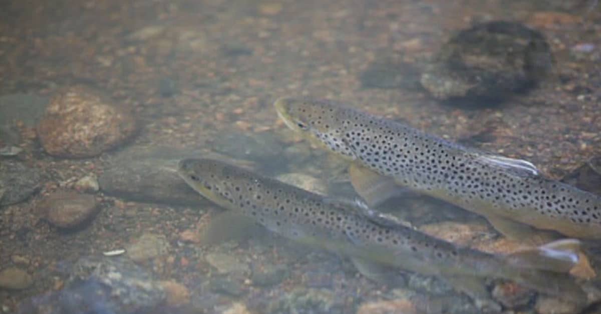 Öringar i Sjundeå behöver förstärka sina gener - staten beviljade ...