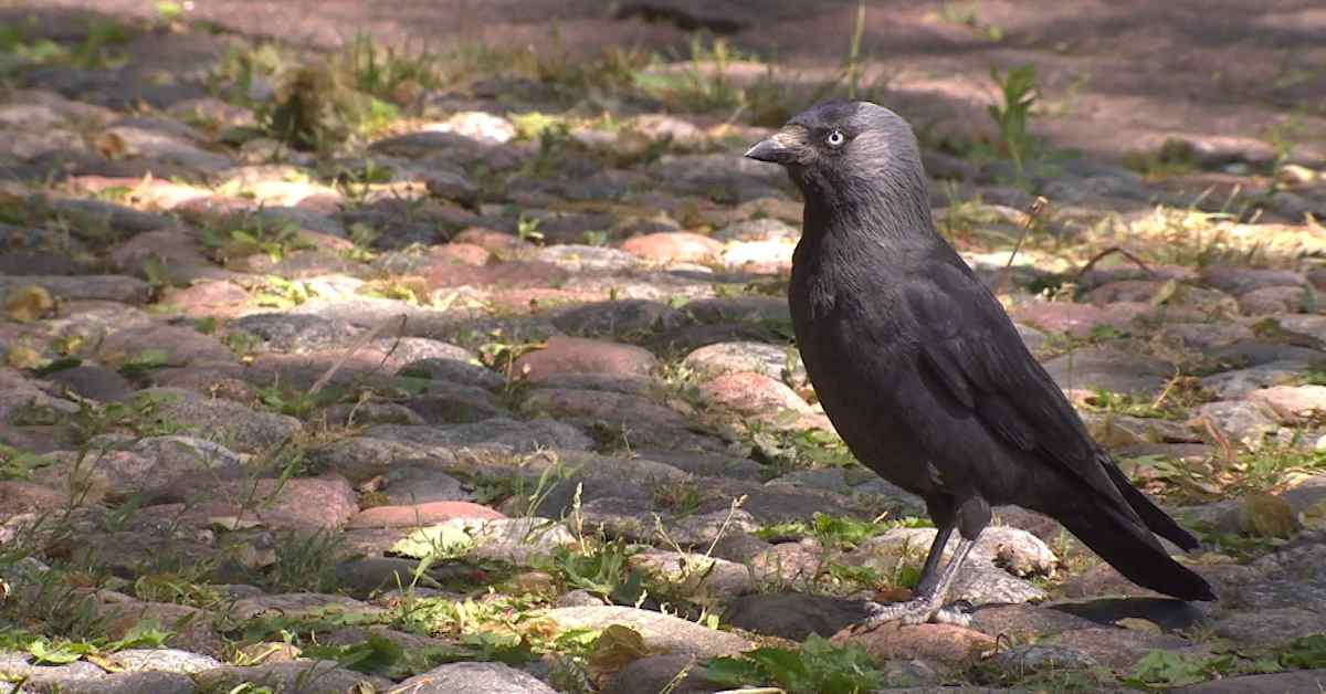 Naakka lensi muuntajaan – noin kolmelta tuhannelta meni sähköt ...