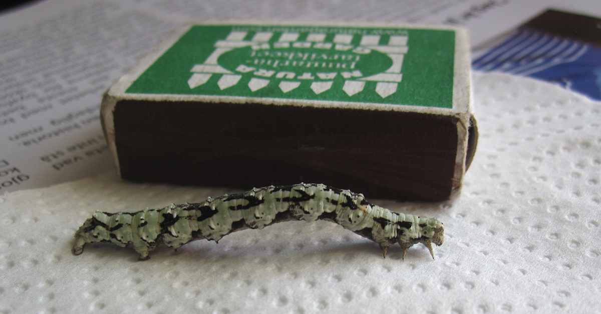 Larver och myror i Naturväkteriet | Österbotten | Svenska Yle