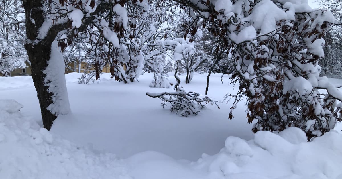 Talvinen metsä on lapsille ilmainen puuhapuisto: ota lumisuihku, tutki ...
