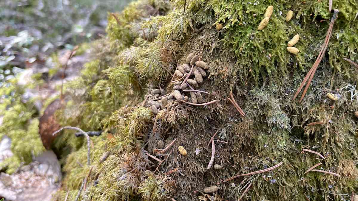 Yön arvoituksellinen liitelijä voi löytyä lähempää kuin aavistatkaan ...