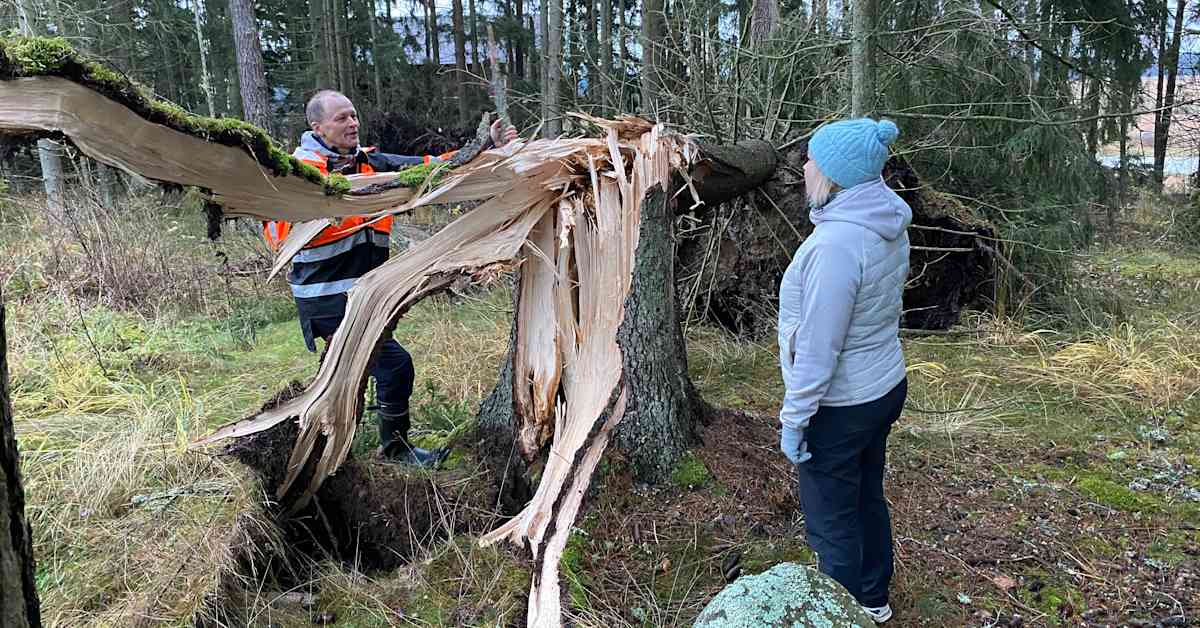 Lyly-myrsky kaatoi Vakka-Suomessa tuulenkestäviksi uskottuja mäntyjä ...