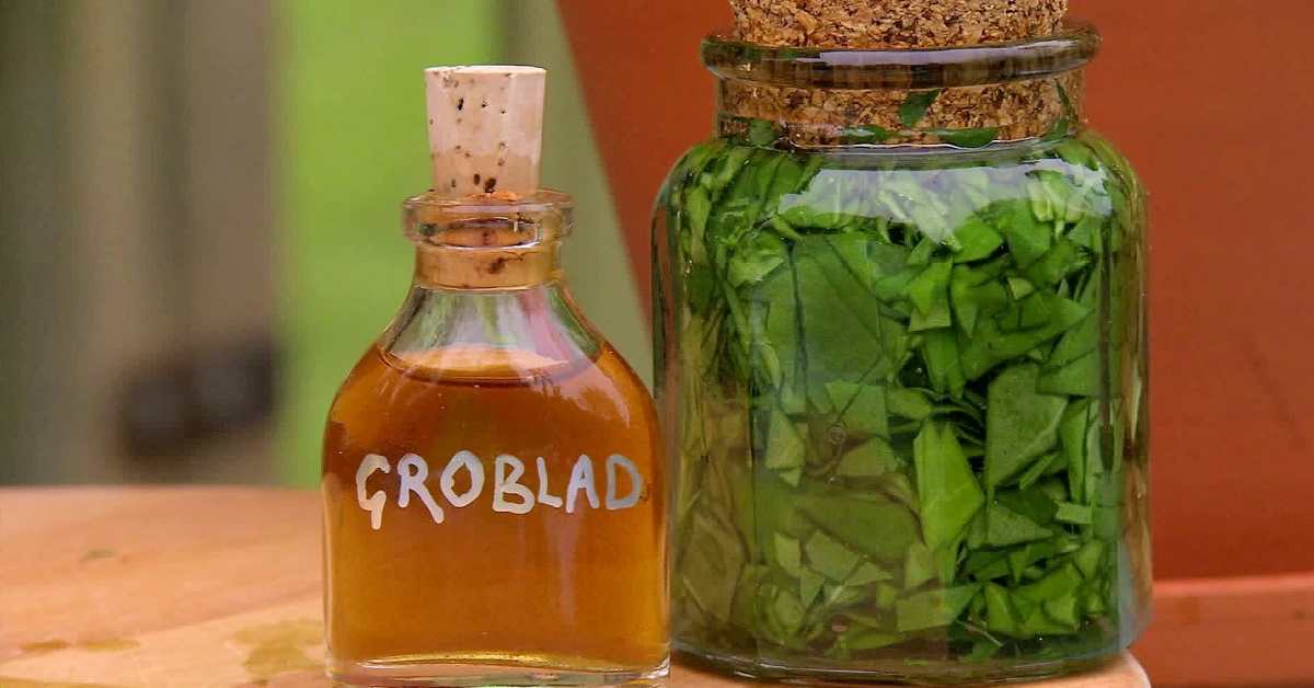 Groblad är naturens eget plåster – plocka och sätt på burk till vintern ...